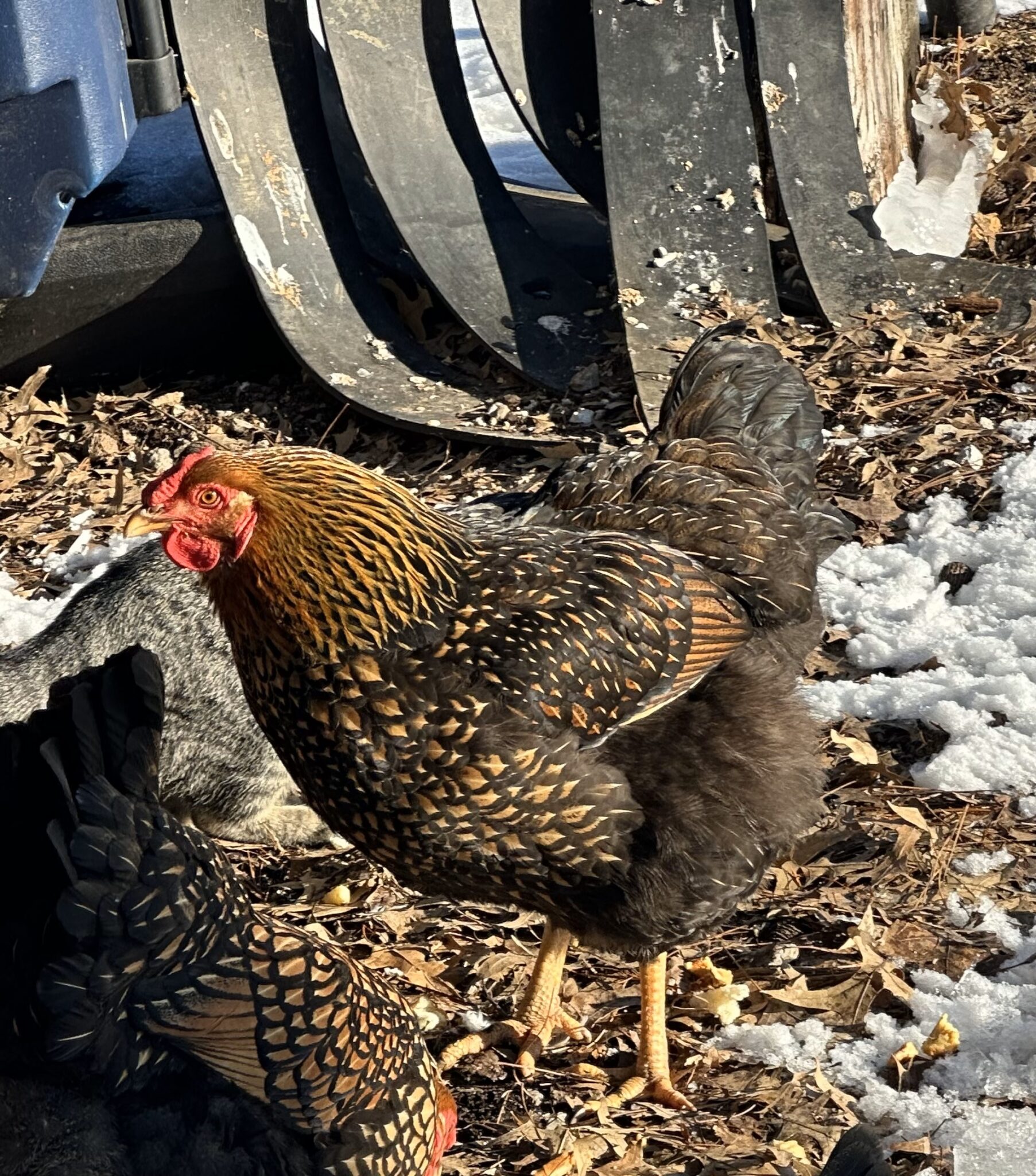 Meet the Flock | Virginia Smith | Author Speaker